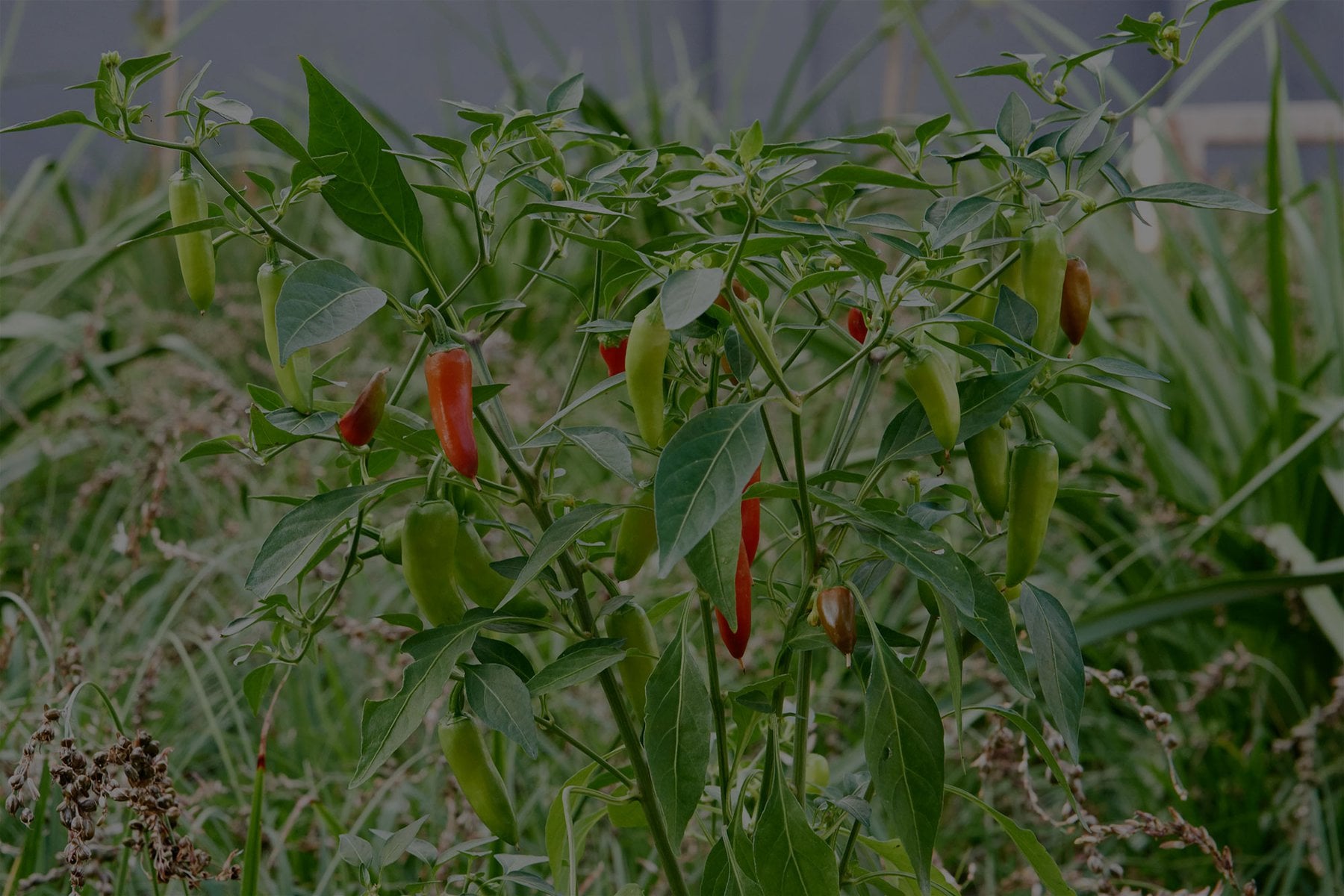 Nando's South Africa - Nando's PERi-PERi | Story of the Sauce | Where ...